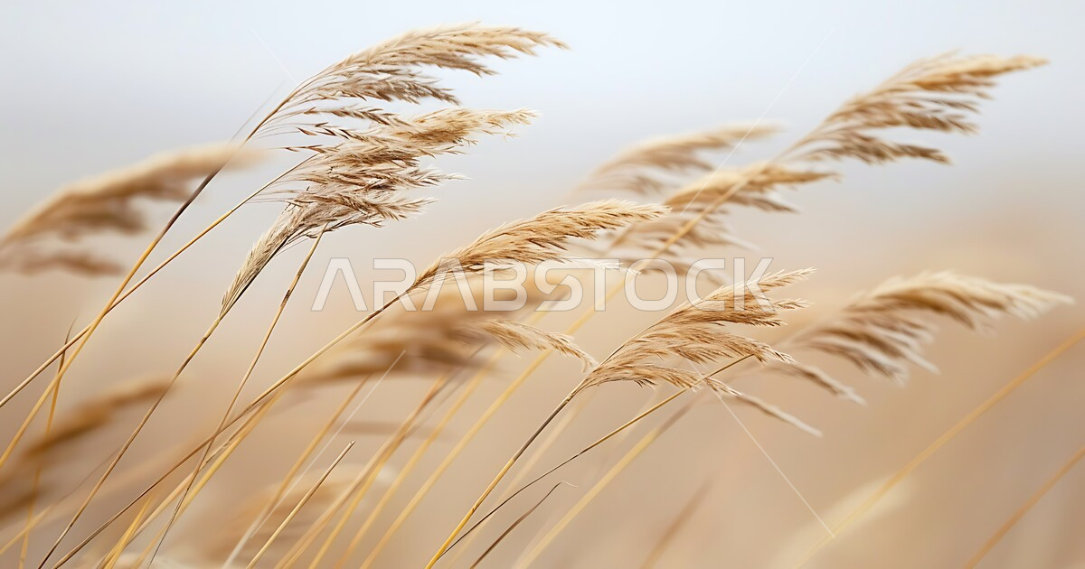 Shining golden ears, close-up of a group of wild grasses swaying in the ...