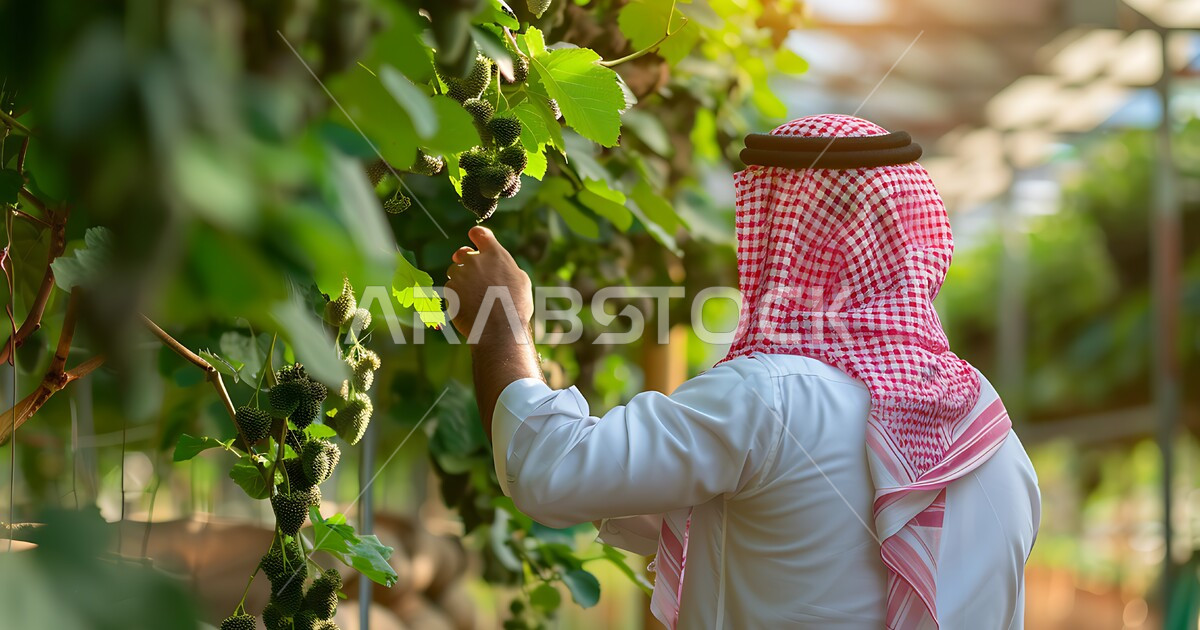 Fruit grown in agricultural lands and fields, harvest season in the ...