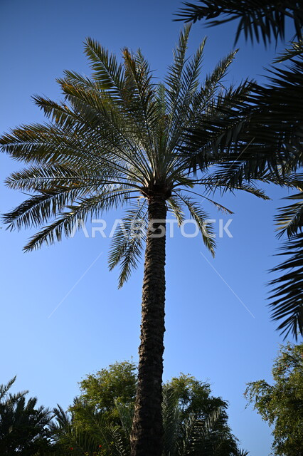 Green palm farms in the Kingdom of Saudi Arabia, a natural reserve for ...