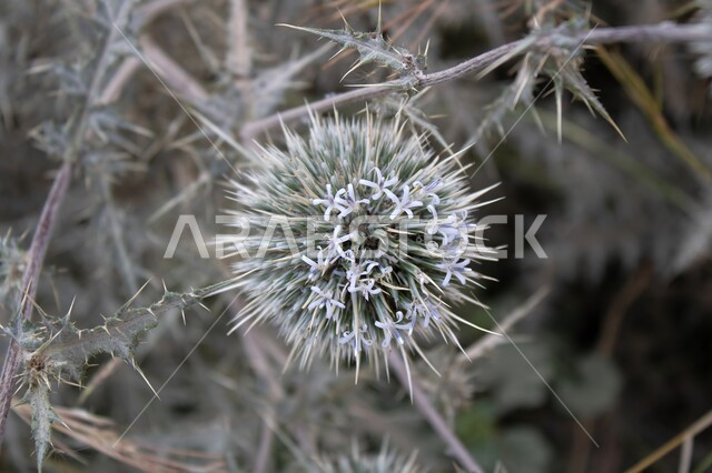 Wild areas in the Kingdom of Saudi Arabia, the growth of plants and ...