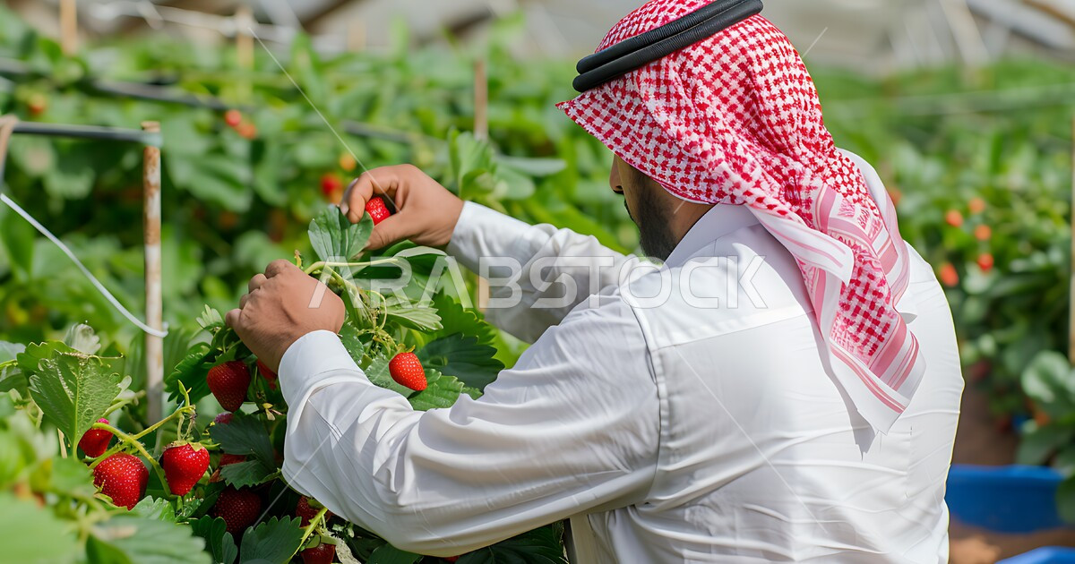 Fruits produced in agricultural lands and fields, harvest season in the ...