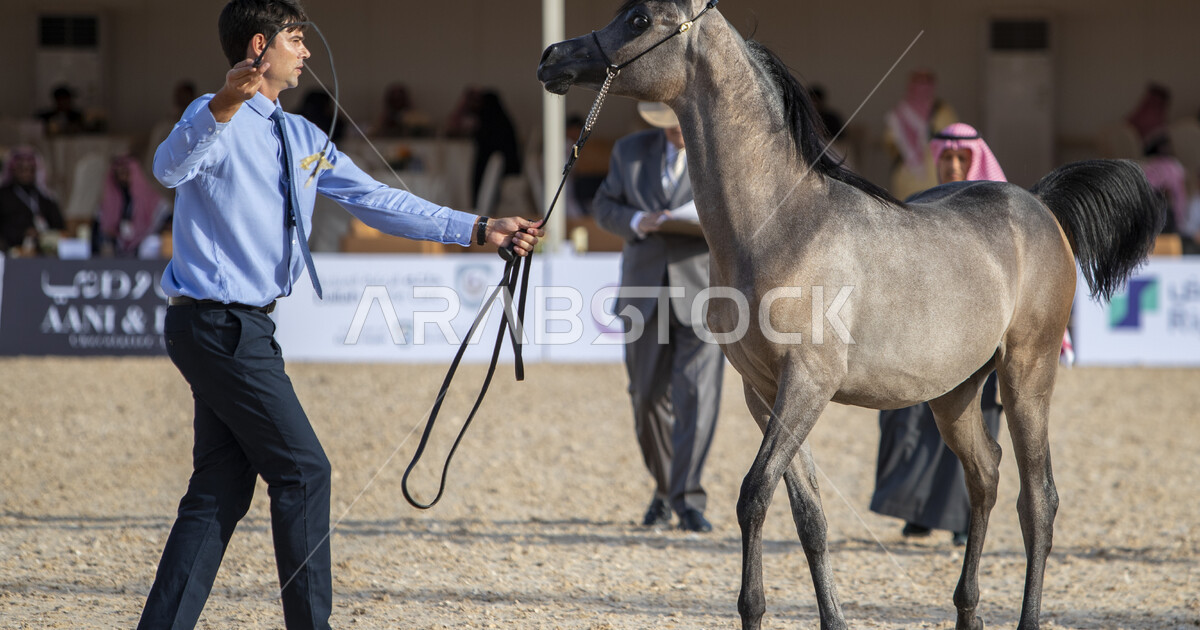 Horse trainers at the King Abdul Aziz Center for Purebred Arabian ...