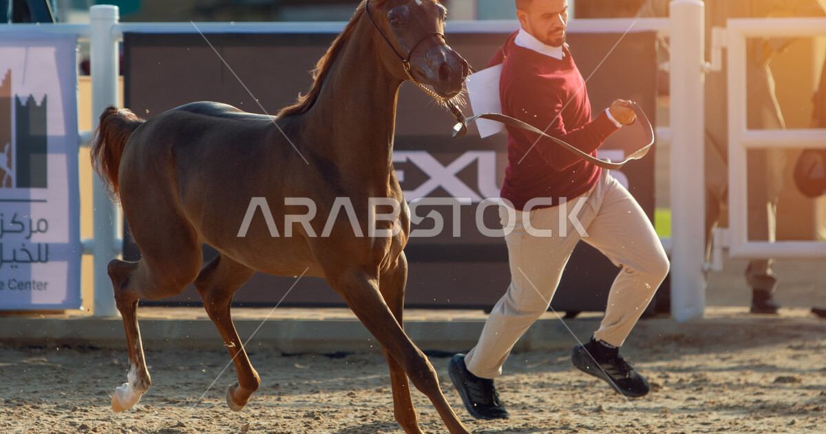 Horse trainers at the King Abdul Aziz Center for Purebred Arabian ...
