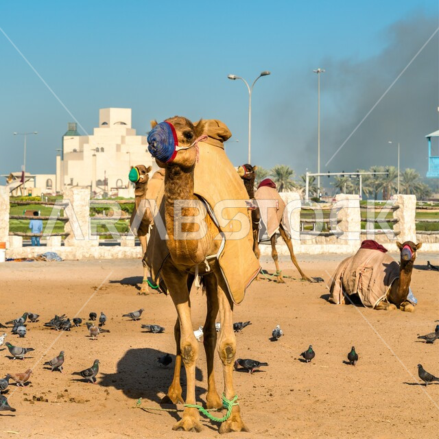 The popular Souq Waqif in the city of Doha, a camel standing on the ...