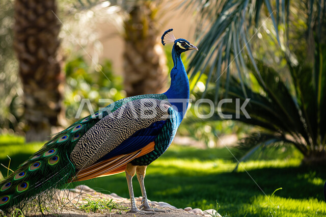 Colorful peacocks in nature reserves, zoos in the Kingdom of Saudi ...