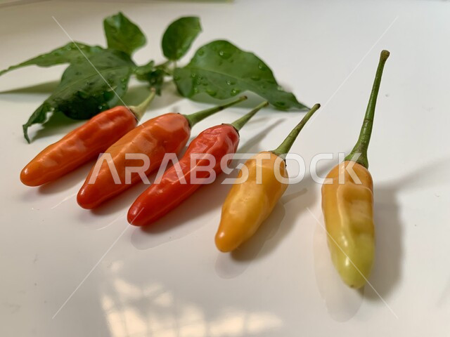 Harvest season in the Kingdom of Saudi Arabia, red hot peppers ...