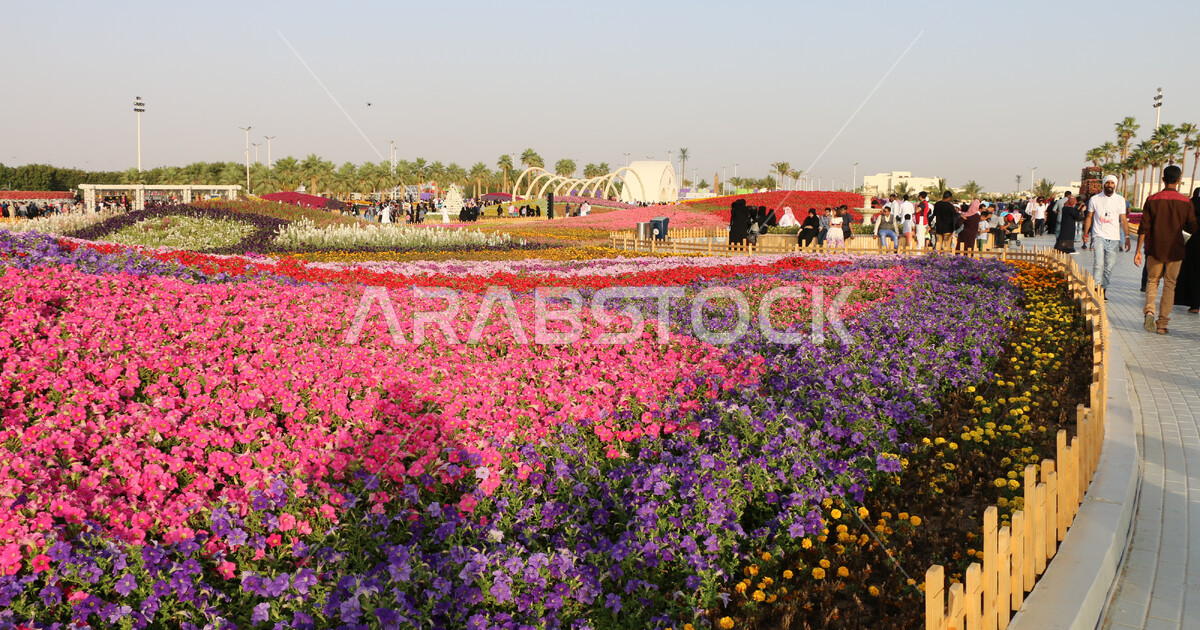 الحفاظ على البيئة والتنمية المستدامة، حقول الورود الملونة في مهرجان ...