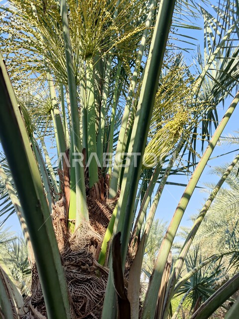 Farms and gardens in the city of Al-Ahsa in the Kingdom of Saudi Arabia ...