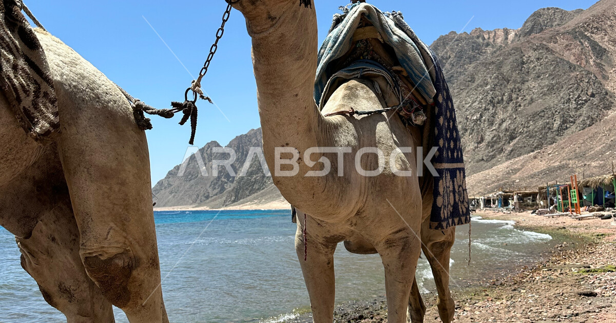 Breeding and caring for camels, livestock and mammals in the Kingdom of ...