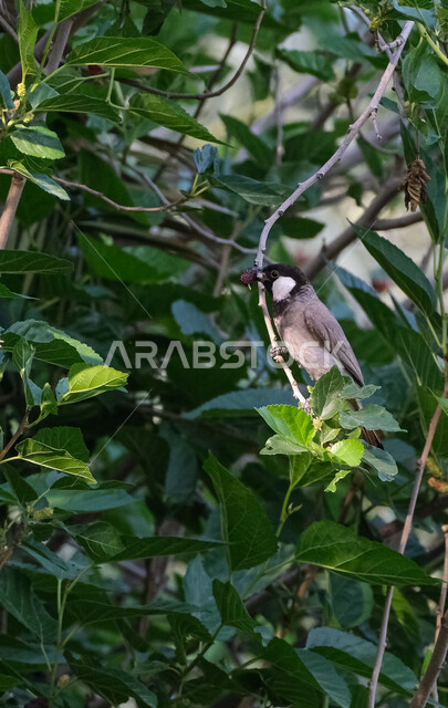 Raising rare birds in Saudi Arabia, a close-up of a white-eared bulbul ...