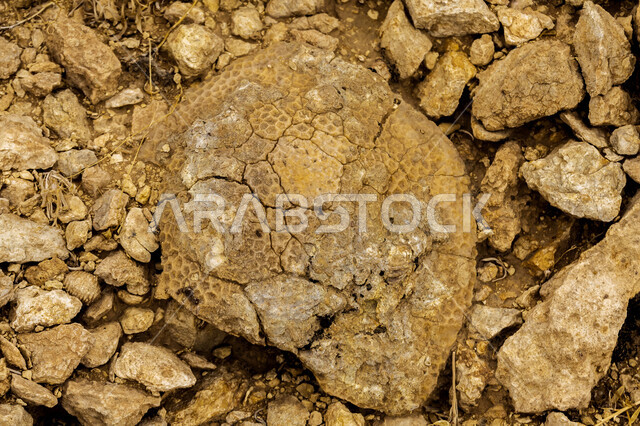 Fossil coral reefs in the desert and desert of the city of Riyadh ...