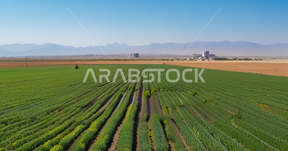 Vast agricultural fields and lands, farms of the Kingdom of Saudi ...