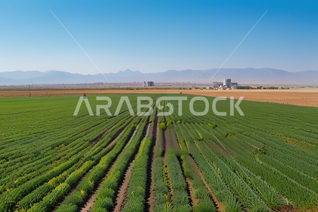 Vast agricultural fields and lands, farms of the Kingdom of Saudi ...