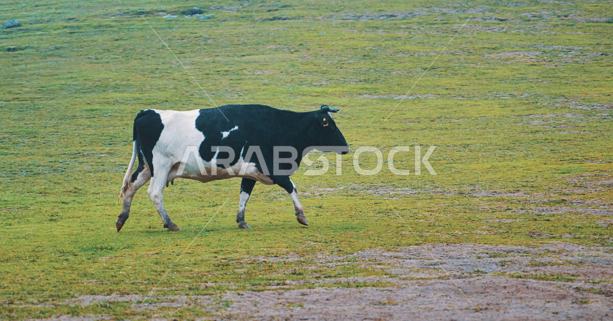 A cow standing in the middle of green grass, sacrifices and sacrifices ...
