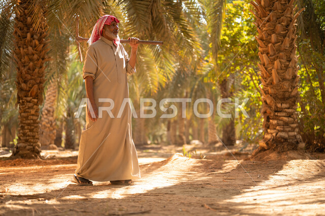Finishing digging and plowing the land in the palm farm using old tools ...