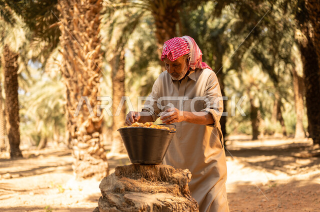 The role of Saudi farmers in caring for agricultural lands, harvesting ...