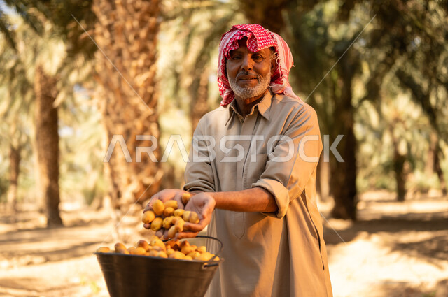 Harvest season and harvesting fruits in palm farms, local national ...