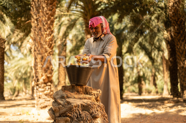 Catching fresh dates, the role of Saudi farmers in caring for ...