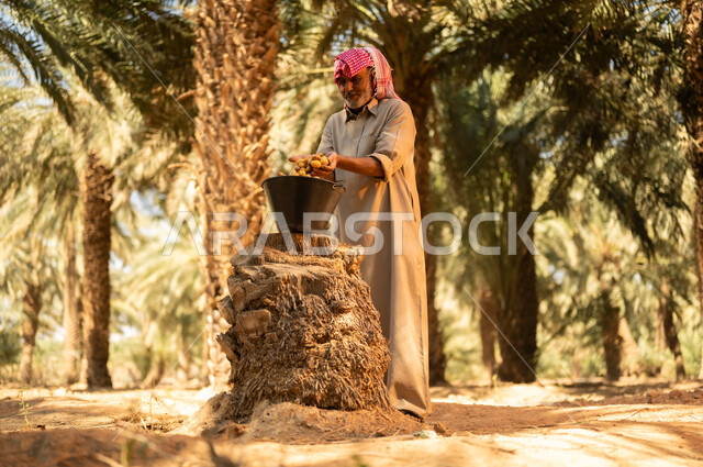 The role of Saudi farmers in caring for agricultural lands, harvesting ...