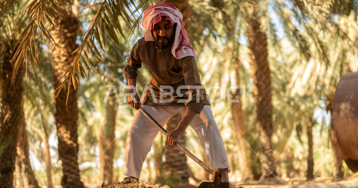 Planting local fruit trees, a Saudi Gulf Arab farmer wearing a thobe ...