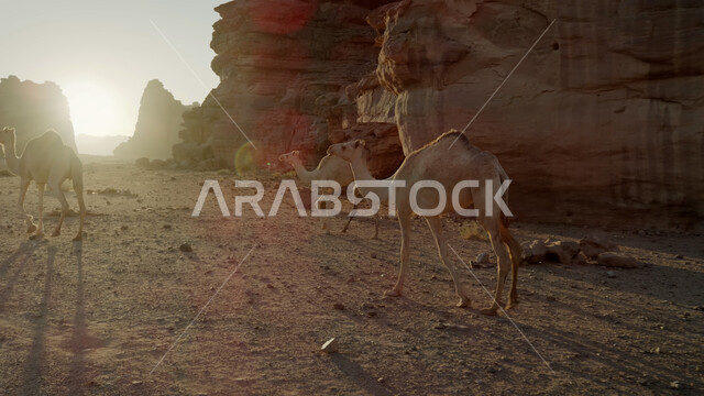 A group of camels walking in the middle of the desert, landscapes in ...