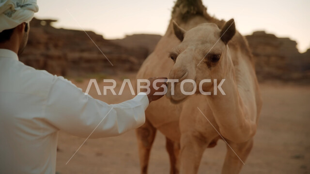 A close-up photo of a camel walking in the middle of the desert ...