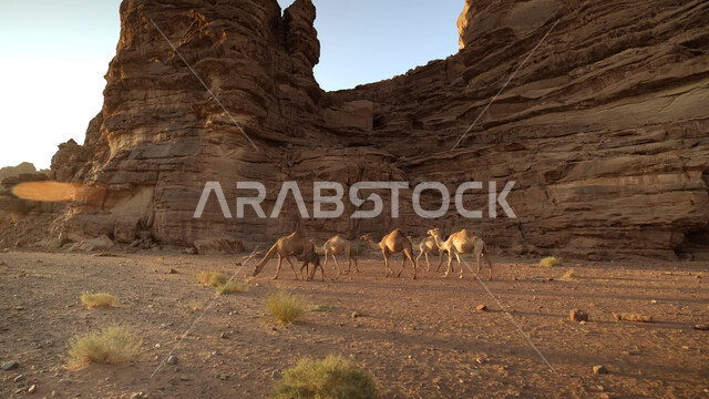 A group of camels walking in the middle of the desert, landscapes in ...
