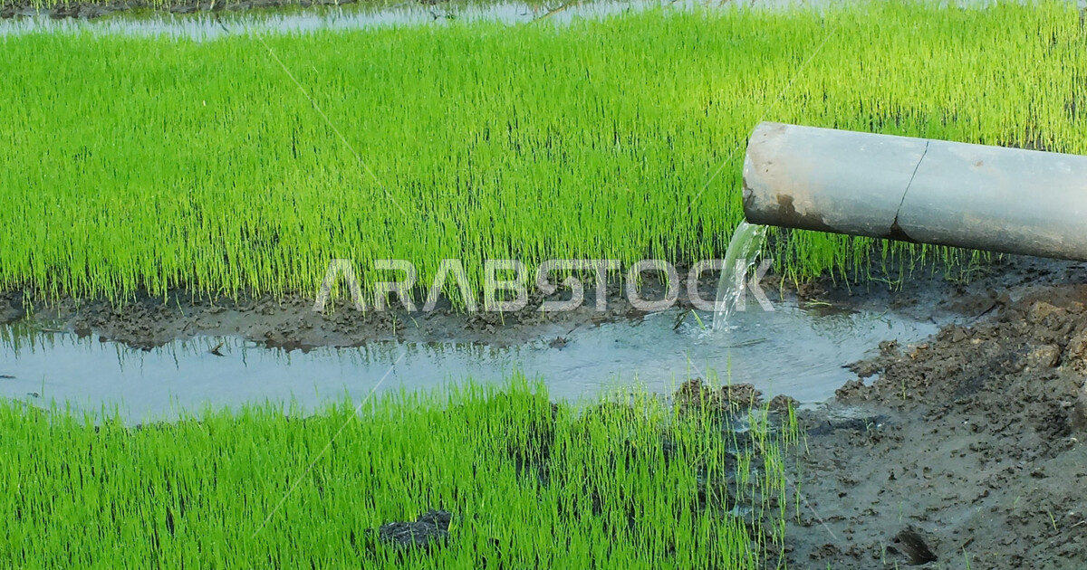 Saudi Arabian Gulf agricultural crops, rice harvest season in the city ...