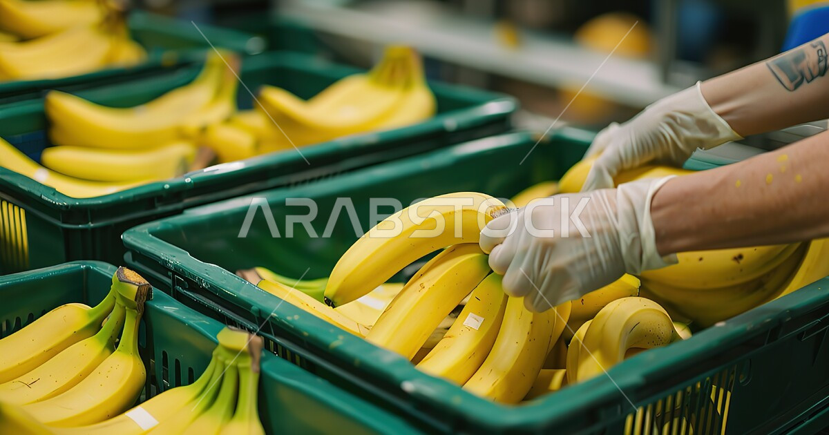 Delicious summer fruits, fruit farms and fields in the Kingdom of Saudi ...