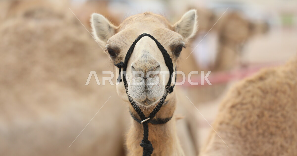 معالم اثرية تاريخية قديمة, المناظر الطبيعية في المناطق الصحراوية في الامارات العربية المتحدة ...