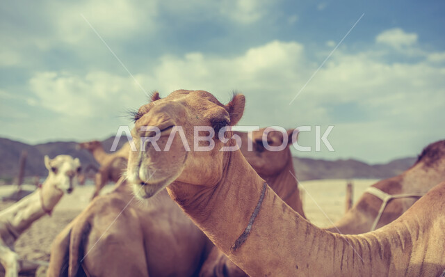 The concept of raising and caring for camels in the desert, a close-up ...