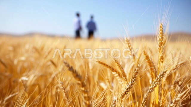 Wheat fields and farms, landscape in the Kingdom of Saudi Arabia ...