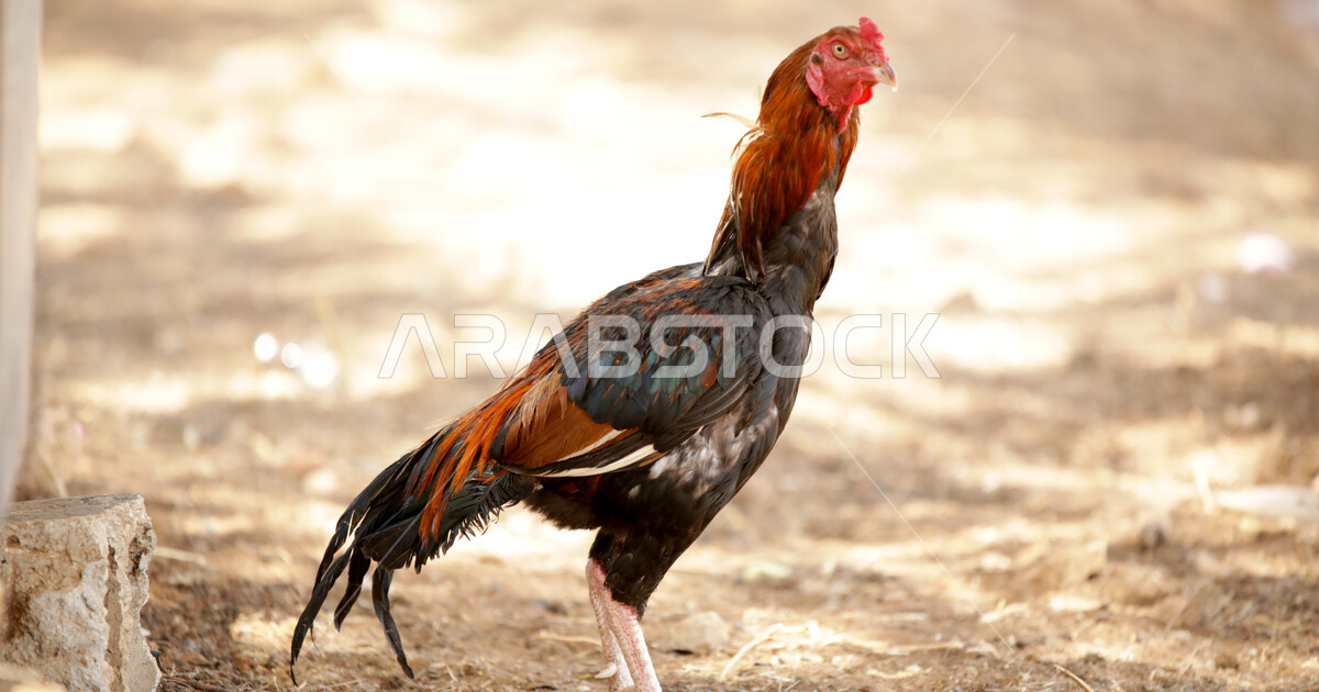 Livestock in the Kingdom of Saudi Arabia, an Arabian rooster on the ...