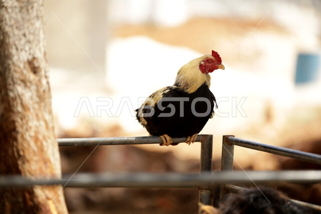Poultry raising and care, livestock in the Kingdom of Saudi Arabia, an ...