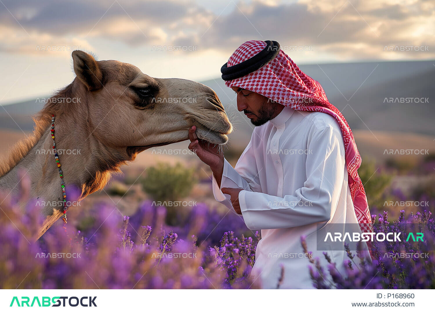 Caring for camels, livestock and pets, the connection between the ...