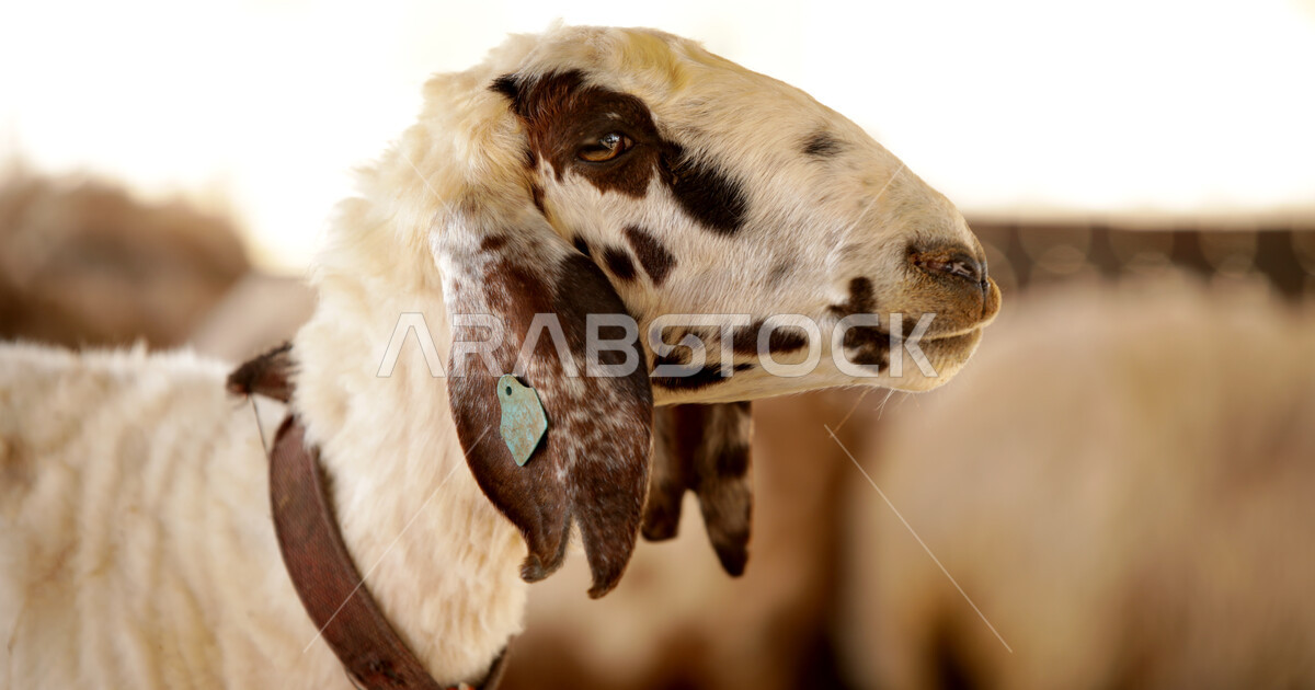 Grazing sheep and livestock, livestock in the Kingdom of Saudi Arabia ...