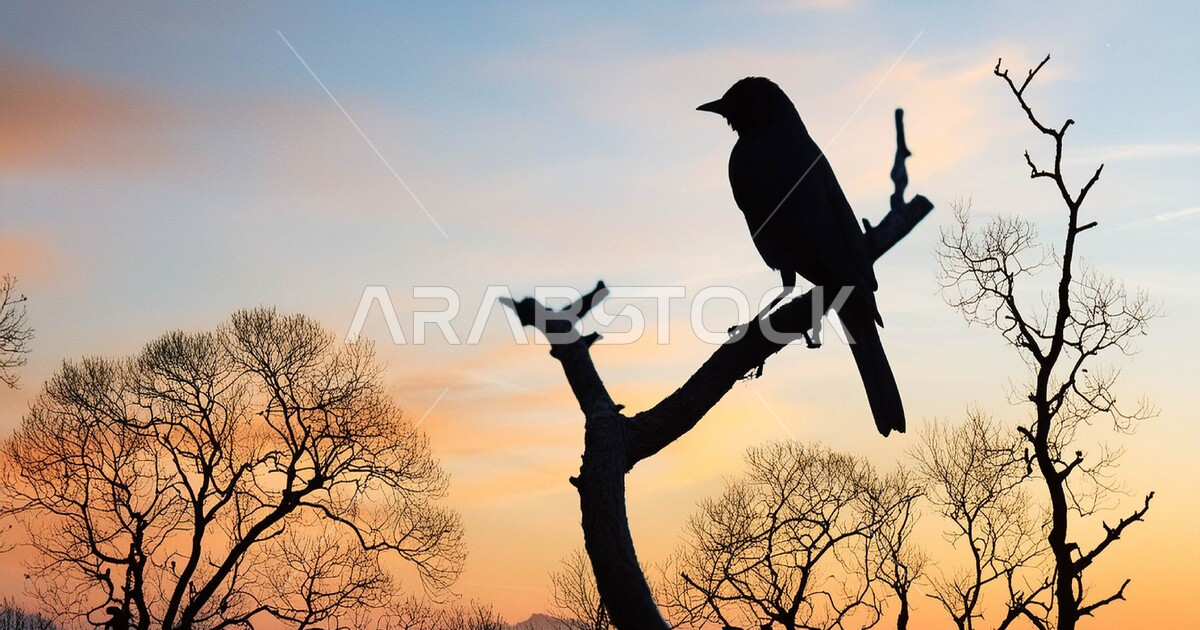 صورة ظلية لعصفور يقف على غصن شجرة, حدائق الحيوان والمحميات البرية ...