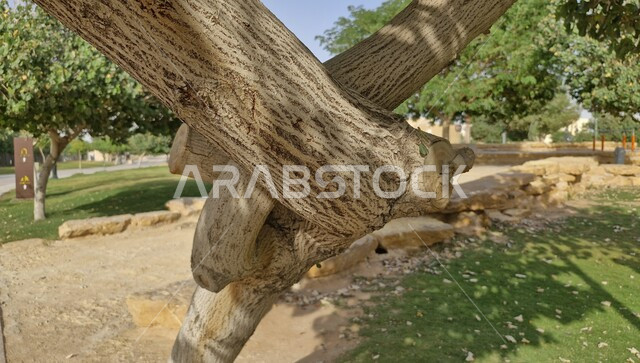Green nature in the Kingdom of Saudi Arabia, the mysterious twisted ...