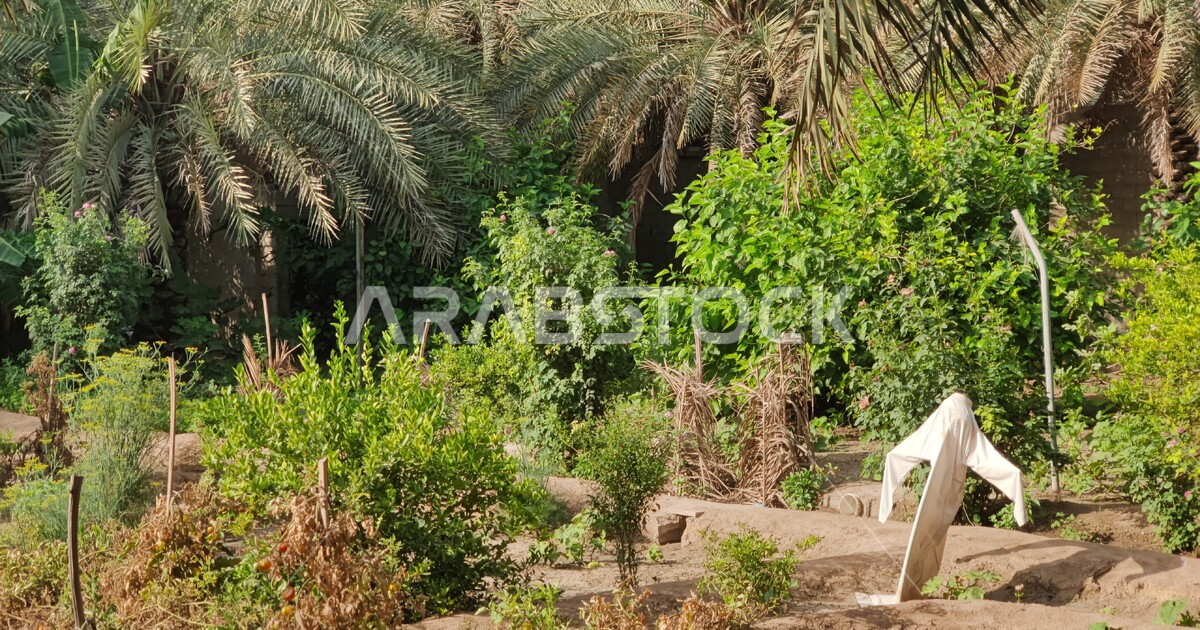 Landscape in the farms of Al-Ahsa city in the Kingdom of Saudi Arabia ...