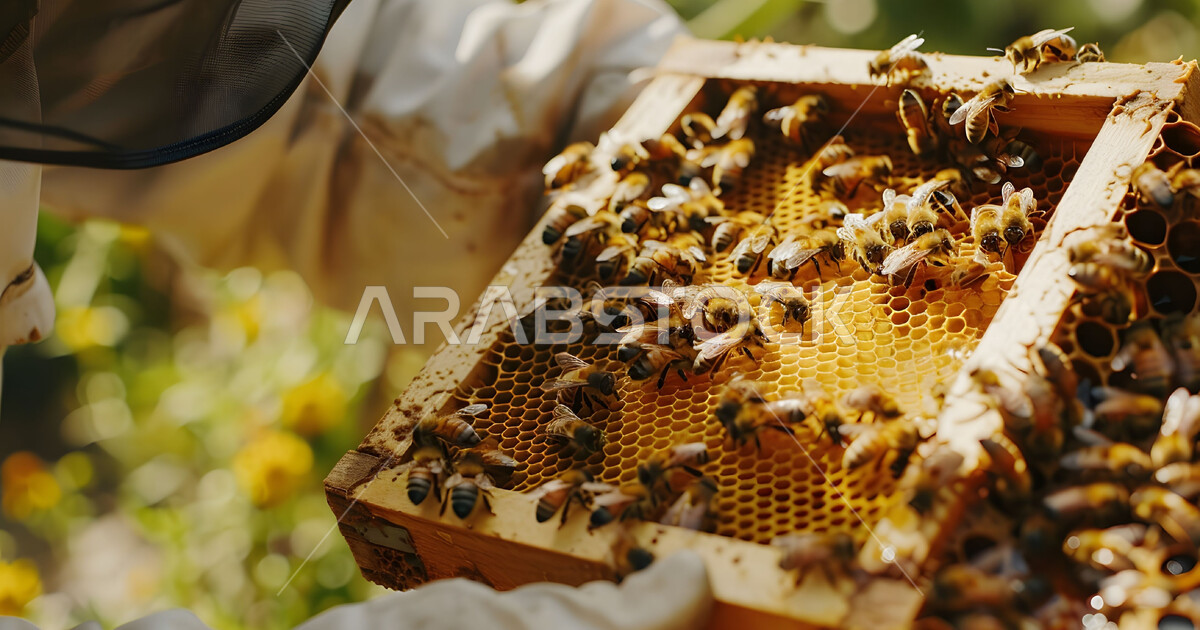 Extracting natural honey from beehives in the Kingdom of Saudi Arabia ...