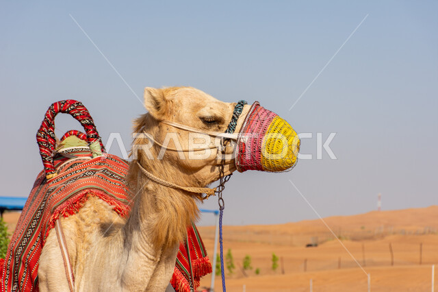 Wild natural reserves for raising and caring for camels, the ...