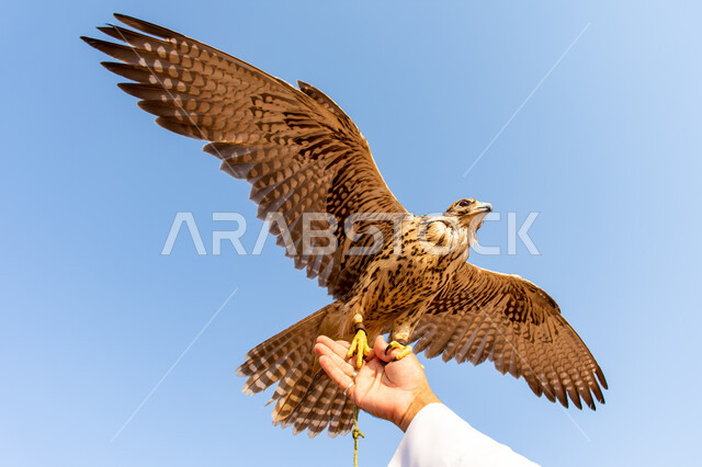 A keen-eyed bird, close-up photo of the Arabian peregrine falcon ...