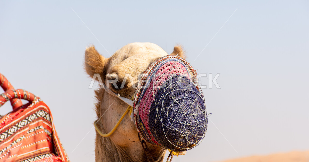 Caring for and taking care of camels, a close-up photo of a camel with ...