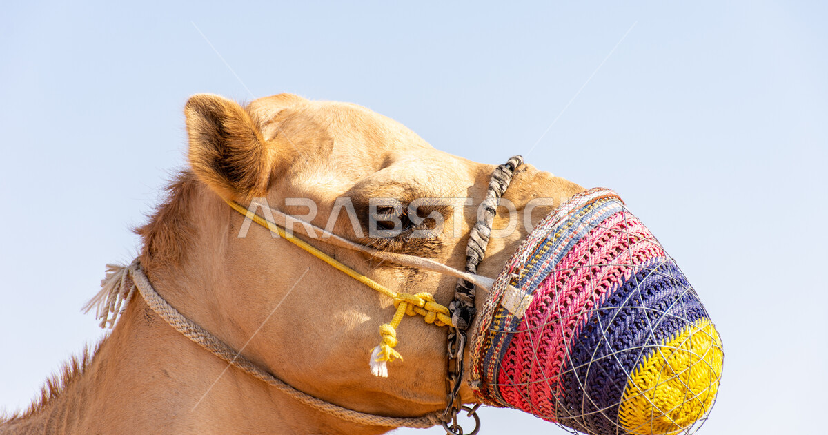 The Year of the Camel 2024 in the Kingdom of Saudi Arabia, care and ...