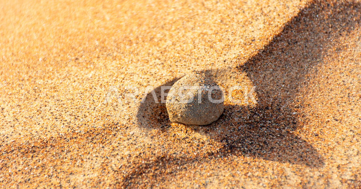 مناطق رحلات السفاري الترفيهية والنشاطات الرملية ,المناطق الصحراوية في ...