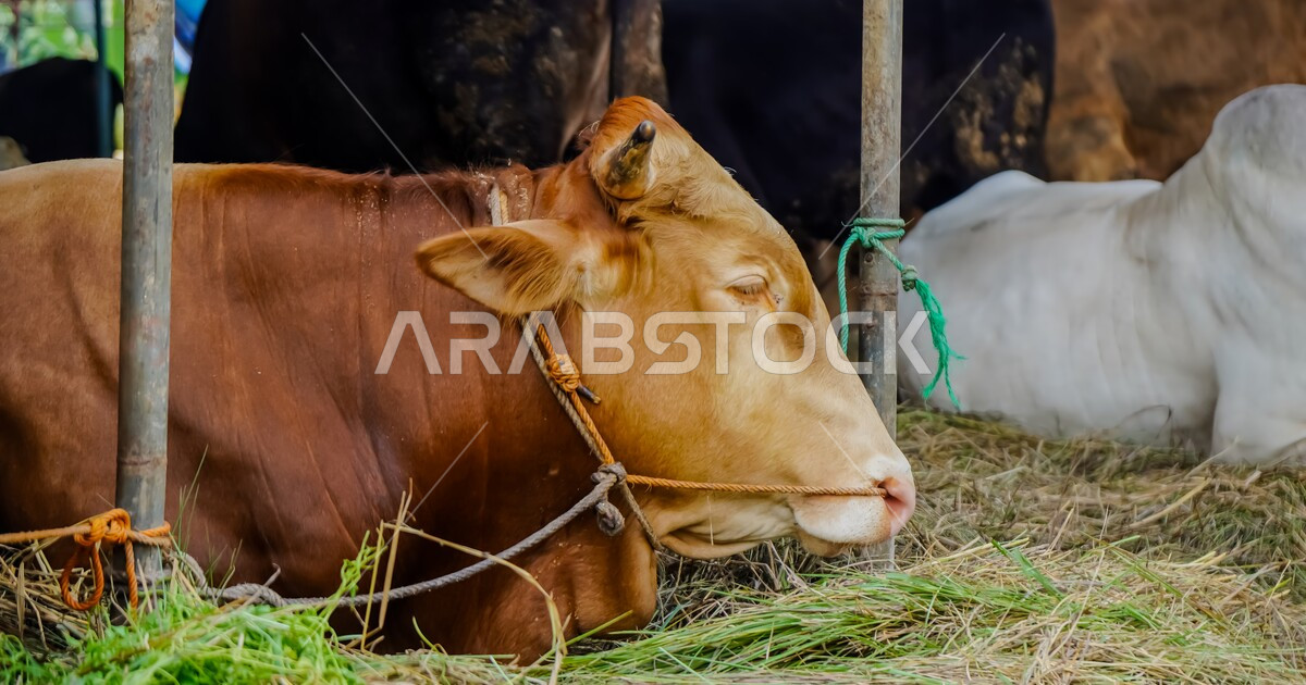 A brown cow sitting on a farm for raising livestock and mammals in the ...
