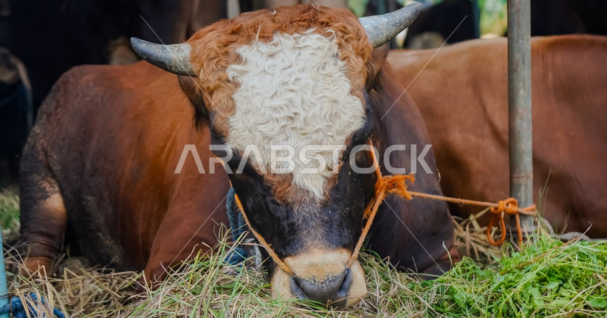 Diversity of livestock in Saudi Arabia, livestock and mammal breeding ...