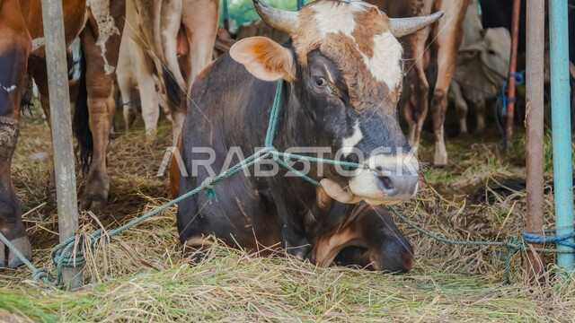 A black cow sitting in livestock and mammal breeding farms, Eid al-Adha ...