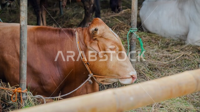 Eid al-Adha sacrifices, a brown cow in the livestock market, animals ...