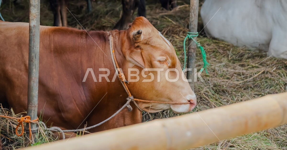 Livestock and mammal breeding farms in the Kingdom, a brown cow in the ...